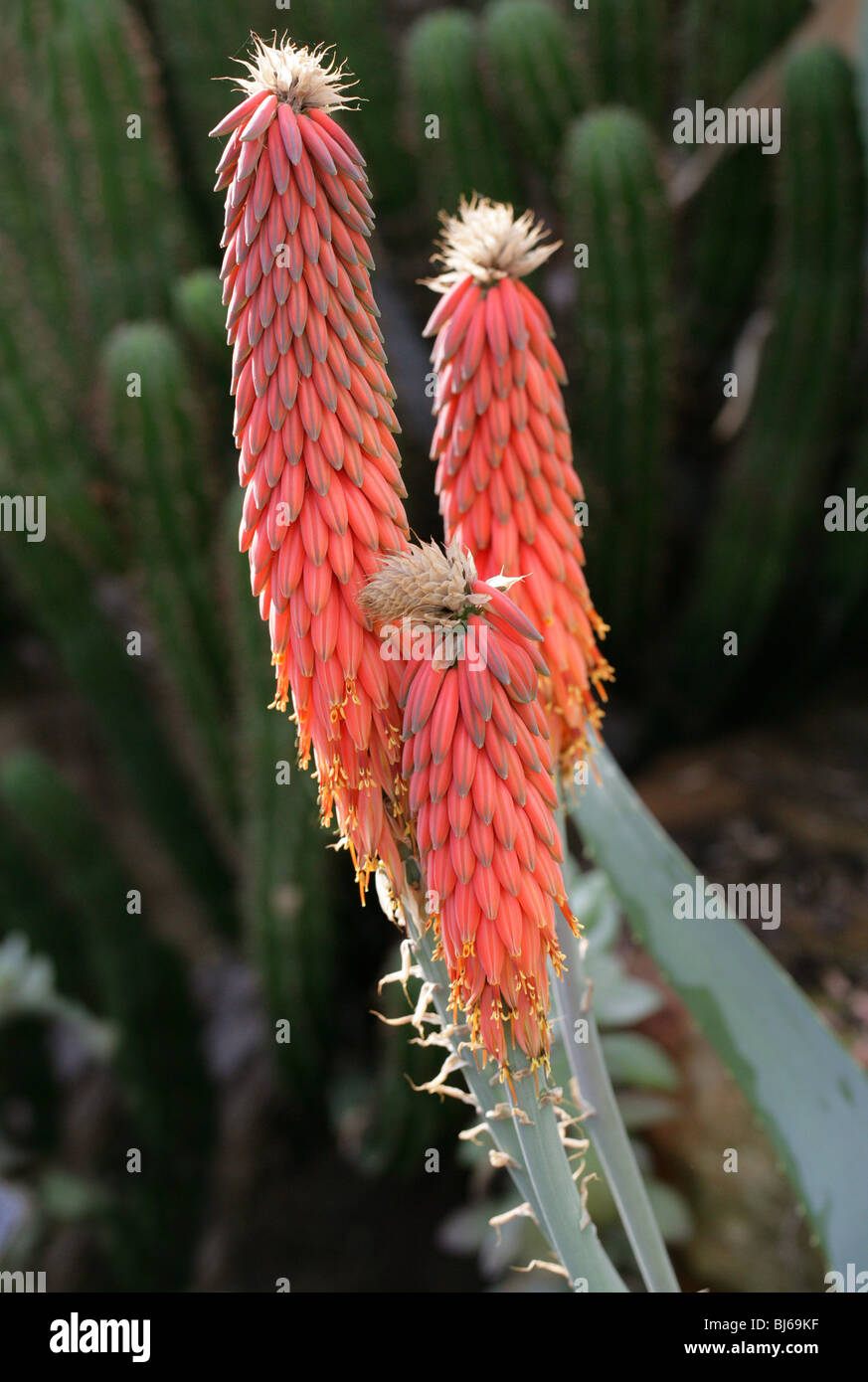 Flora von saudi arabien -Fotos und -Bildmaterial in hoher Auflösung – Alamy
