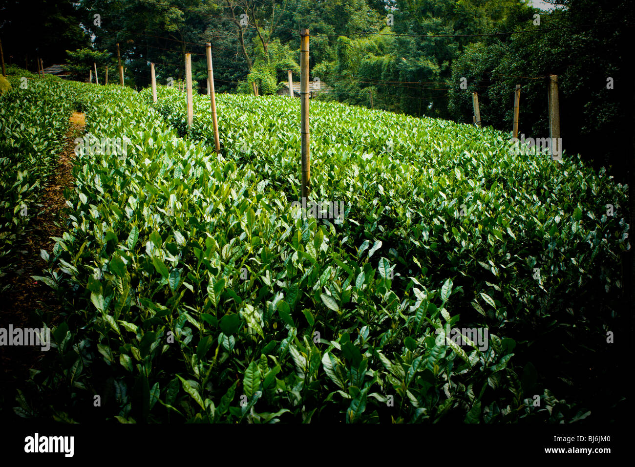 Tea plantation hangzhou zhejiang china -Fotos und -Bildmaterial in ...