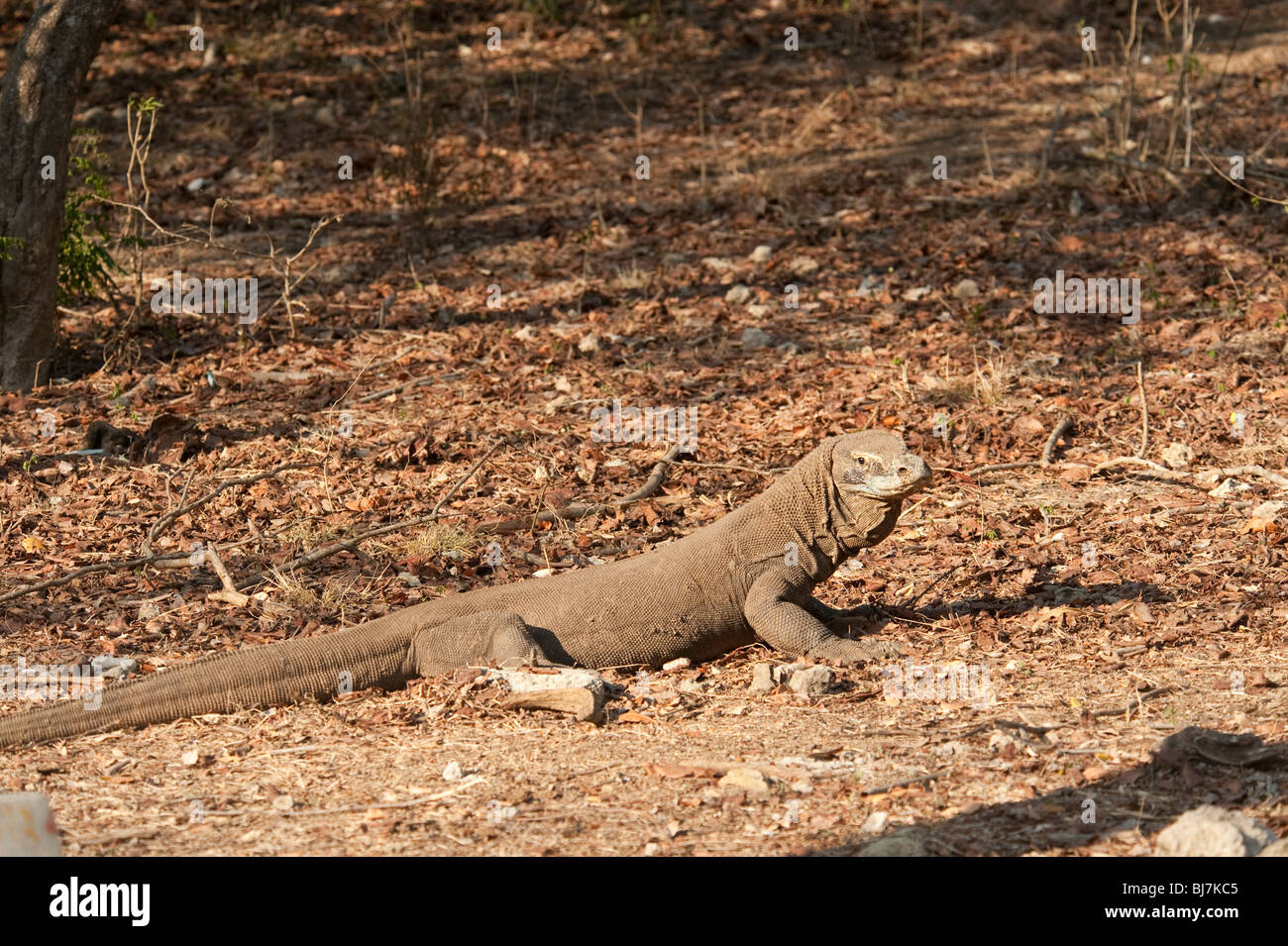 Komodo dragon foot -Fotos und -Bildmaterial in hoher Auflösung – Alamy