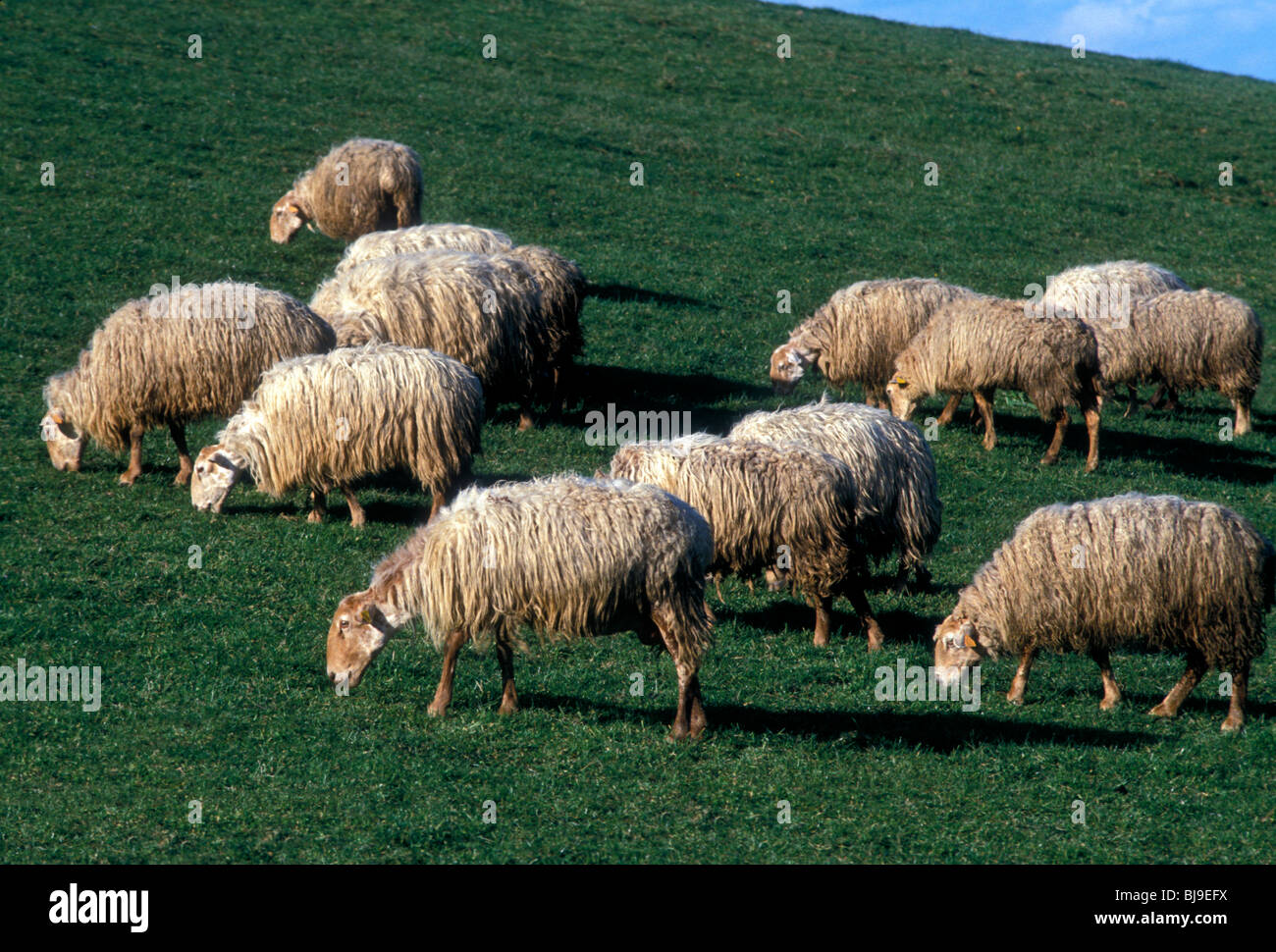 Schafe, Schafe, Weiden, Weide, family farm, Vorgebirge, Pyrenäen ...