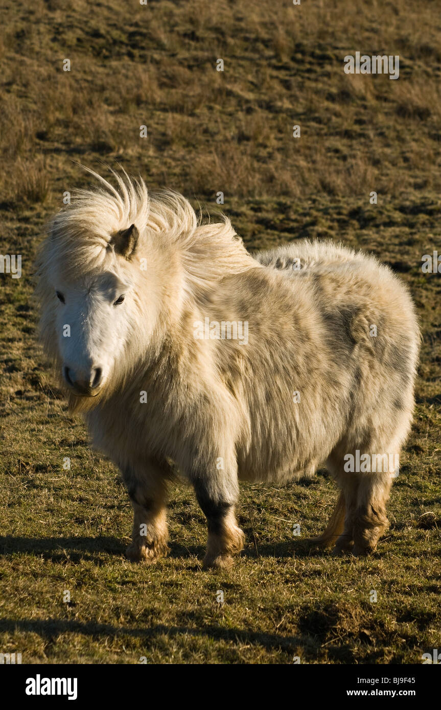 dh Shetland Pony SHETLAND PONY Großbritannien Schottland White Shetland ...