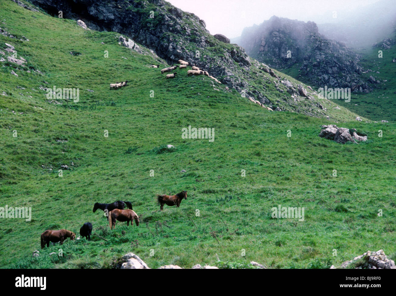 Pottok pony pferd pottoks pony pferde pottoka -Fotos und -Bildmaterial ...