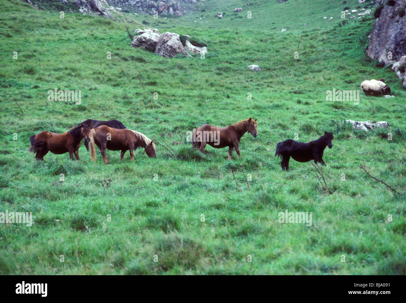 Pottok pony pferd pottoks pony pferde pottoka -Fotos und -Bildmaterial ...