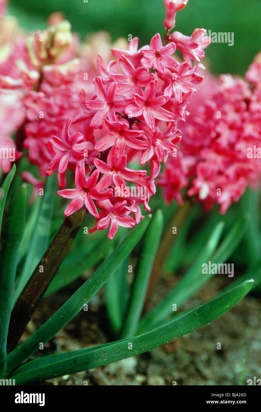 Hyacinthus jan bos -Fotos und -Bildmaterial in hoher Auflösung – Alamy