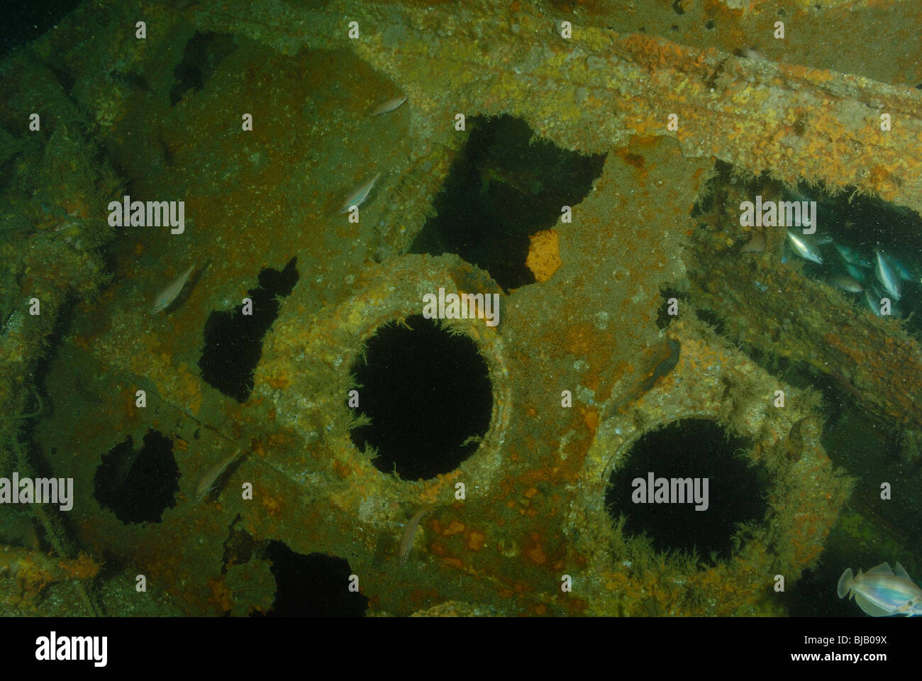 Wrack von uns susan b anthony -Fotos und -Bildmaterial in hoher ...