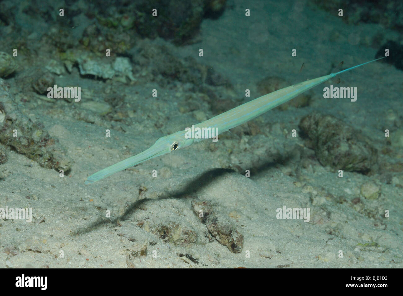 Fisch des meeres -Fotos und -Bildmaterial in hoher Auflösung – Alamy
