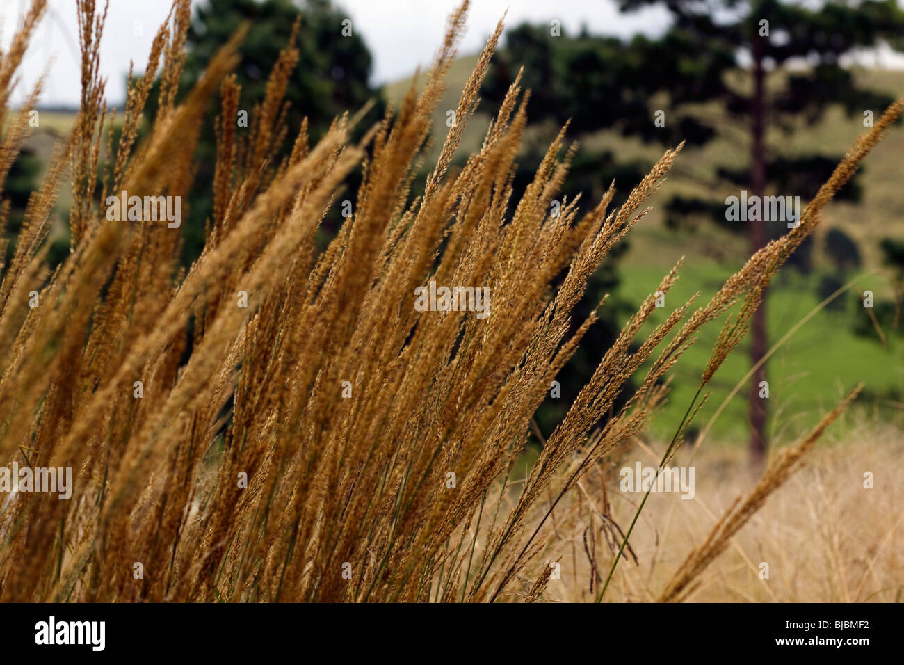 Schwankend in der brise -Fotos und -Bildmaterial in hoher Auflösung – Alamy