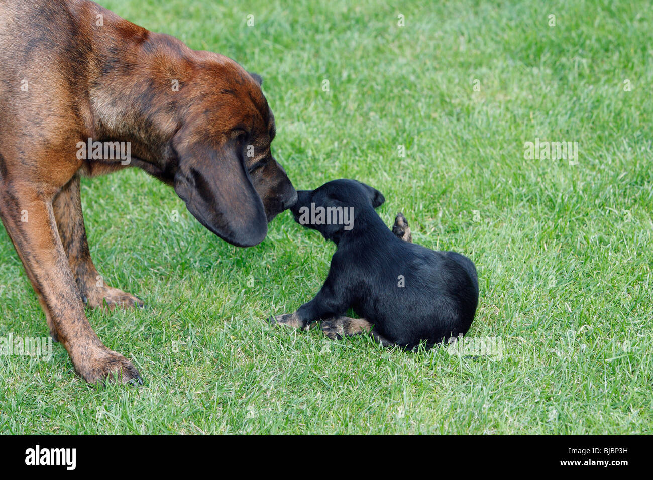 Hunting hound -Fotos und -Bildmaterial in hoher Auflösung – Alamy