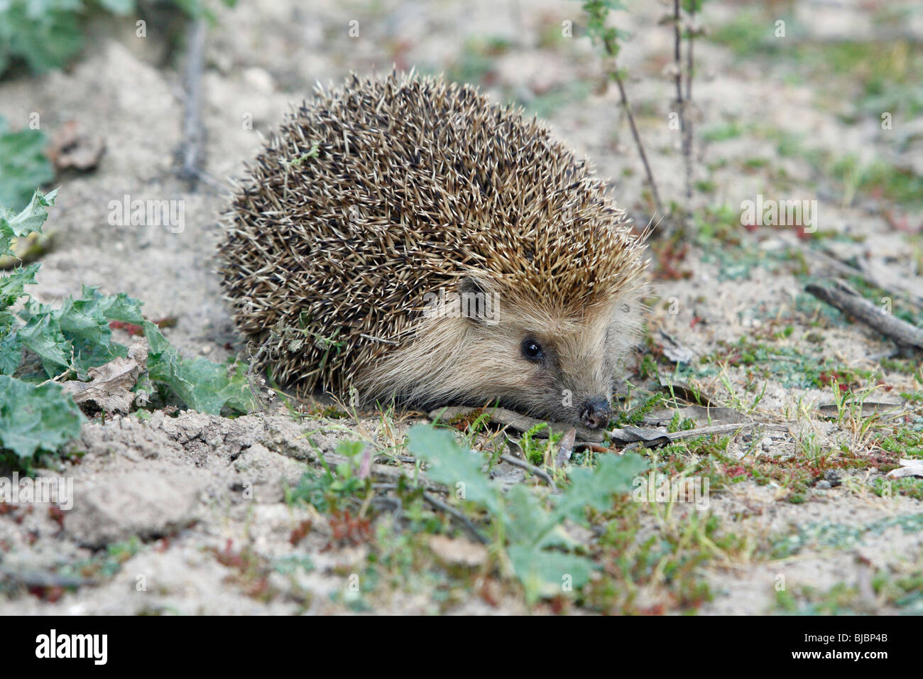 Europäische Igel (Erinaceus Europaeus) blond gefärbt Phase Tier ...