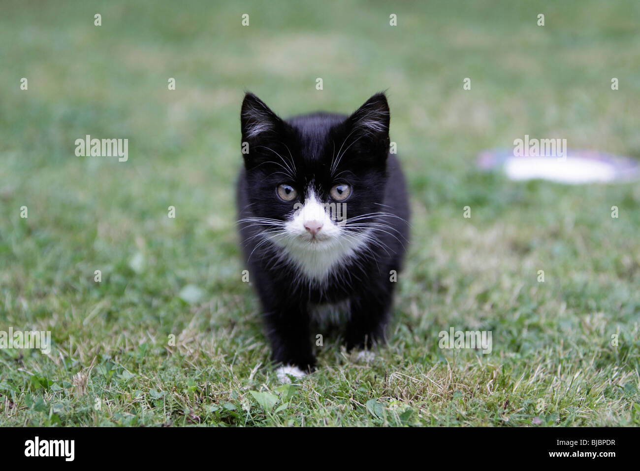 Katze, junge schwarzes Kätzchen im Garten Stockfotografie - Alamy