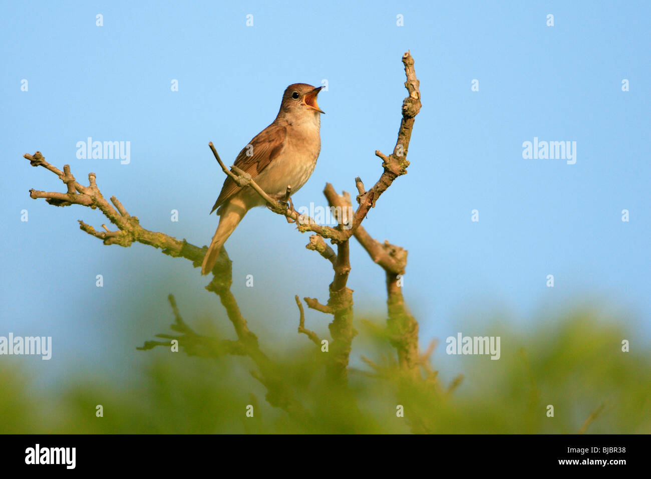 Nachtigall vogel -Fotos und -Bildmaterial in hoher Auflösung – Alamy
