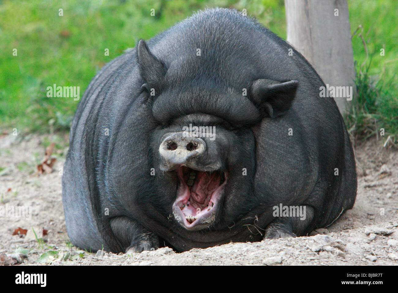 Lustiges schwein -Fotos und -Bildmaterial in hoher Auflösung – Alamy