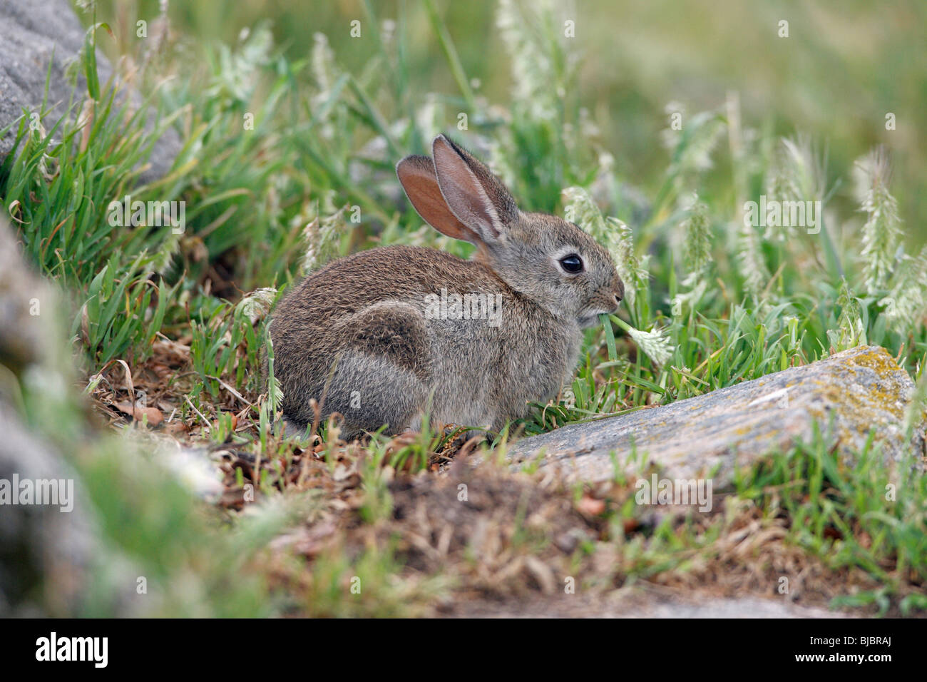 Oryctolagus cuniculus jung -Fotos und -Bildmaterial in hoher Auflösung ...