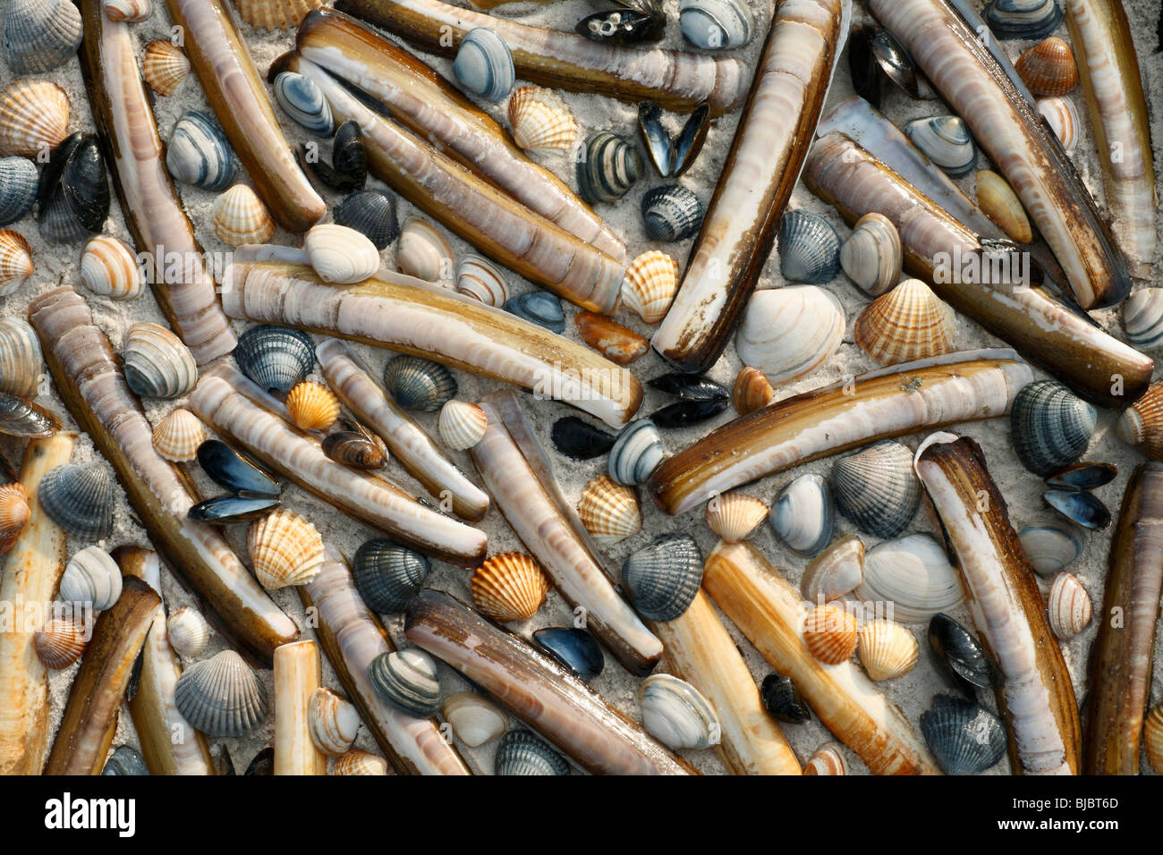 Baltic tellin muscheln macoma balthica gemeinsame muscheln muscheln ...