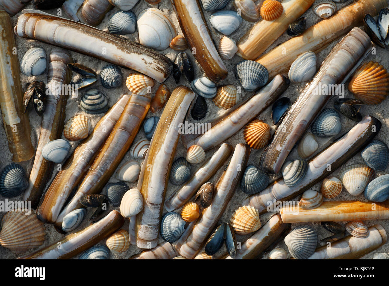 Baltic tellin muscheln macoma balthica gemeinsame muscheln muscheln ...