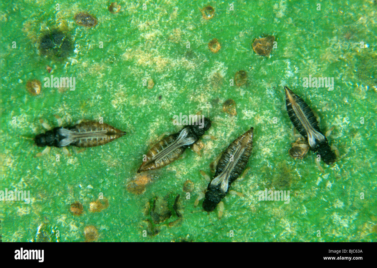 Echinothrips americanus -Fotos und -Bildmaterial in hoher Auflösung – Alamy