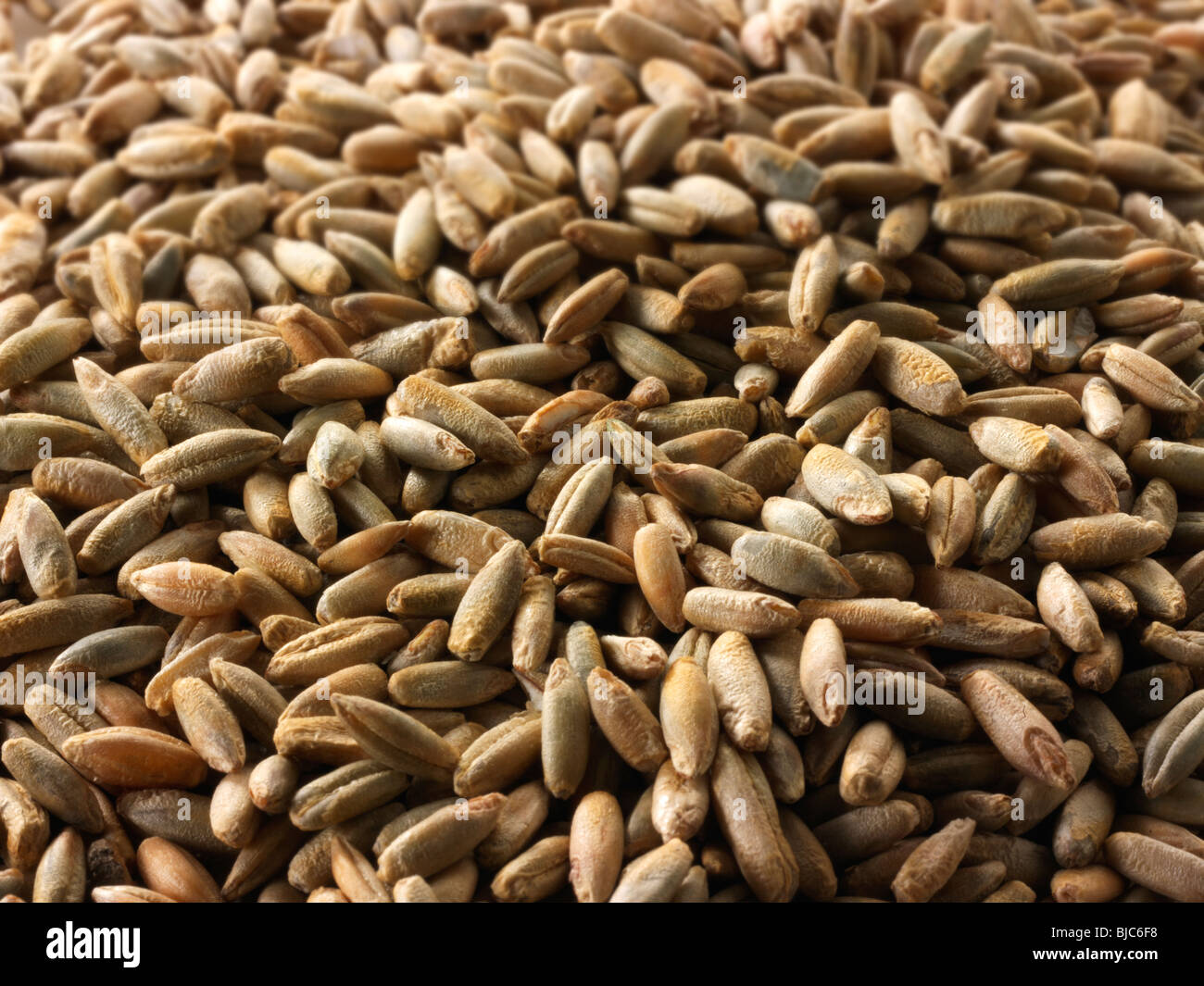 Roggen Getreide Stockfotos Stockfotografie - Alamy