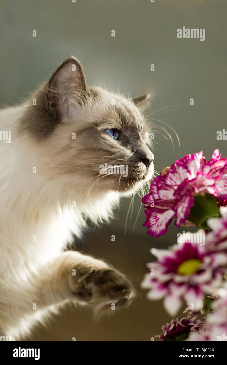 Ragdoll Katze mit Blume Stockfotografie - Alamy