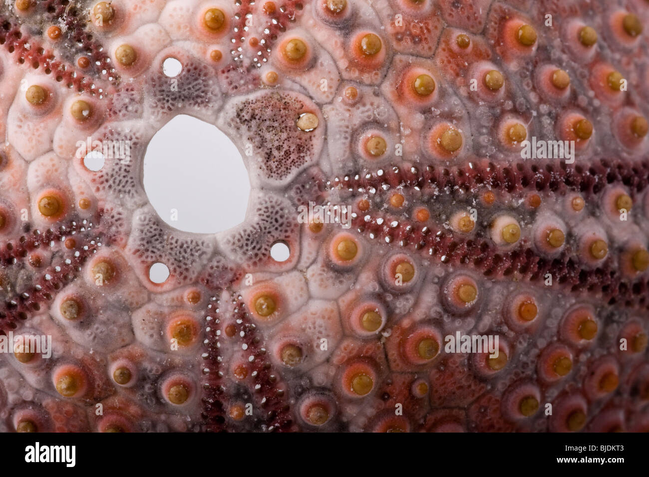 Die schale eines seeigels -Fotos und -Bildmaterial in hoher Auflösung ...