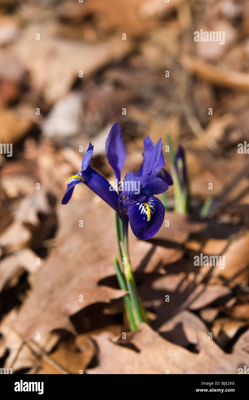 Iris reticulata joyce Stockfotos und -bilder Kaufen - Alamy