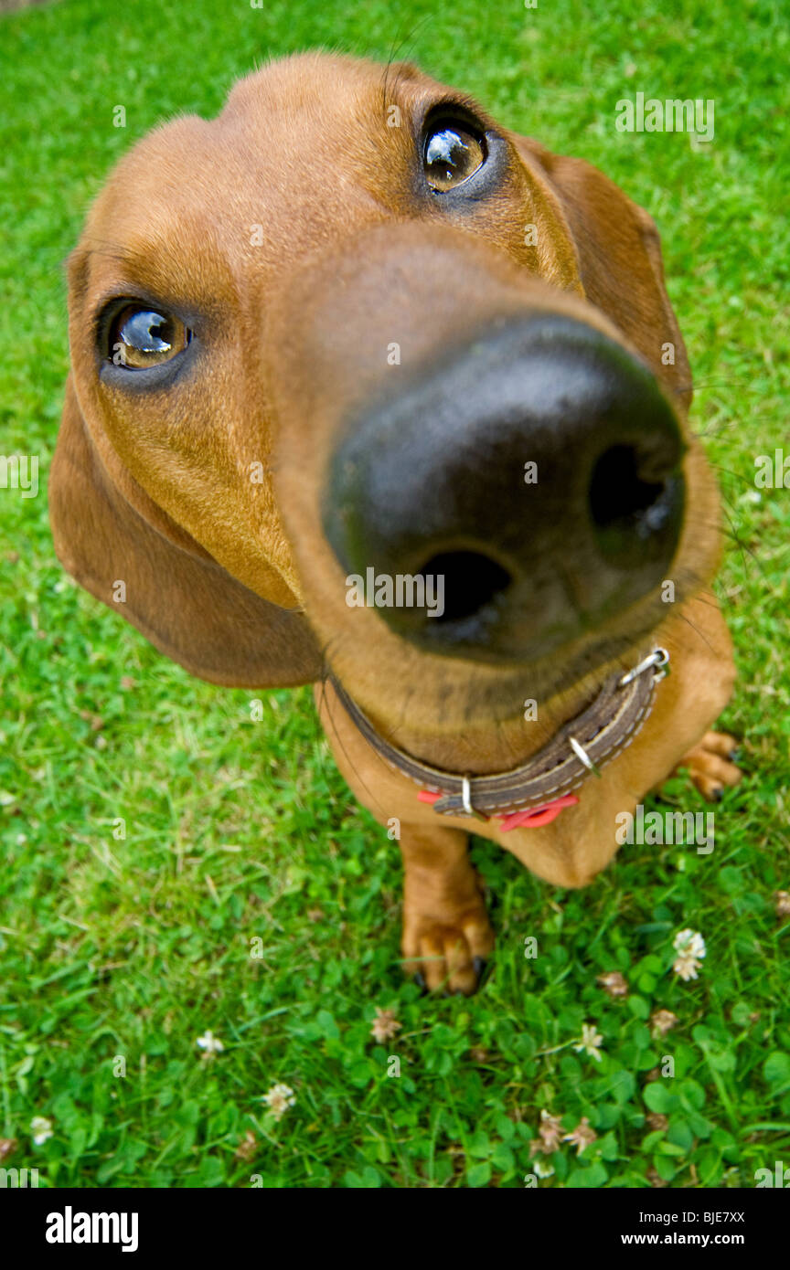 braune Dackel sitzen auf dem grünen Rasen Stockfotografie - Alamy