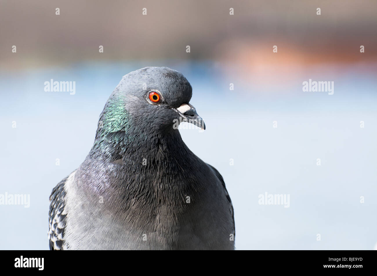 Facade pigeon -Fotos und -Bildmaterial in hoher Auflösung – Alamy