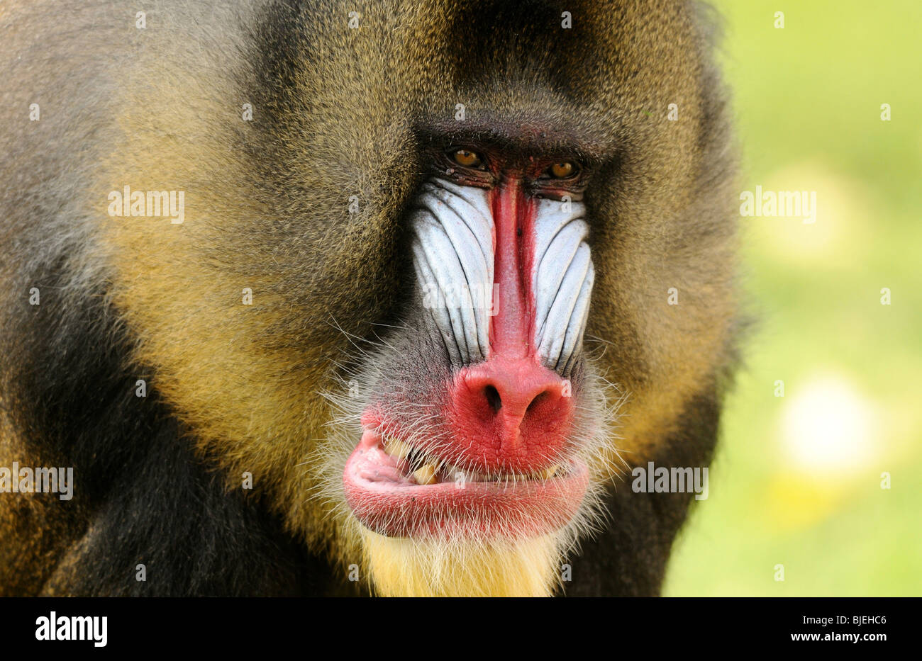 Mandrill mandrillus sphinx snarling -Fotos und -Bildmaterial in hoher ...
