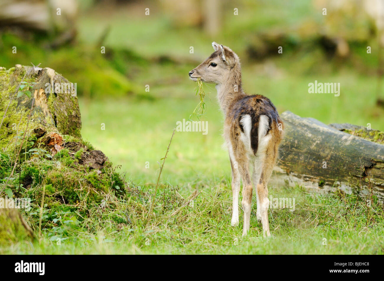 Damwild dama dama im wald -Fotos und -Bildmaterial in hoher Auflösung ...