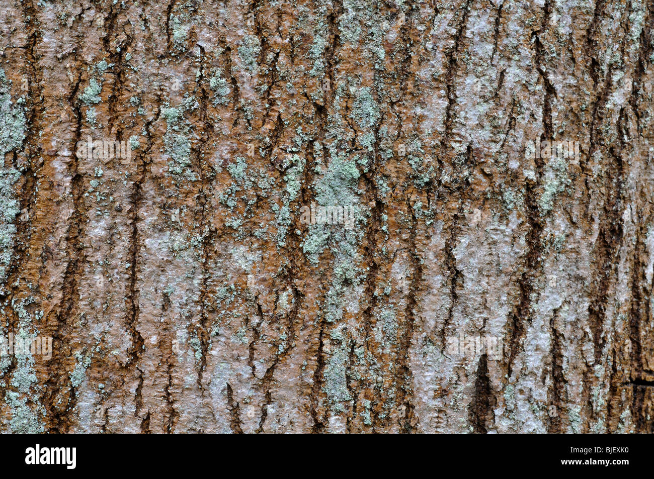 Ash Fraxinus Excelsior Bark Stockfotos und -bilder Kaufen - Alamy