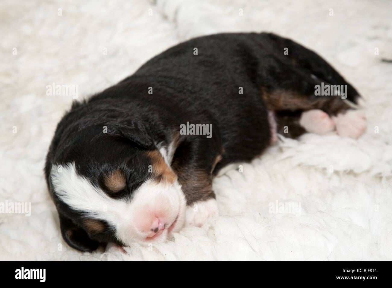 neugeborenes Baby Berner Sennenhund Welpen Stockfotografie - Alamy
