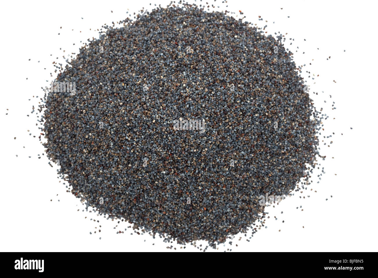 Blaue mohnblume -Fotos und -Bildmaterial in hoher Auflösung – Alamy