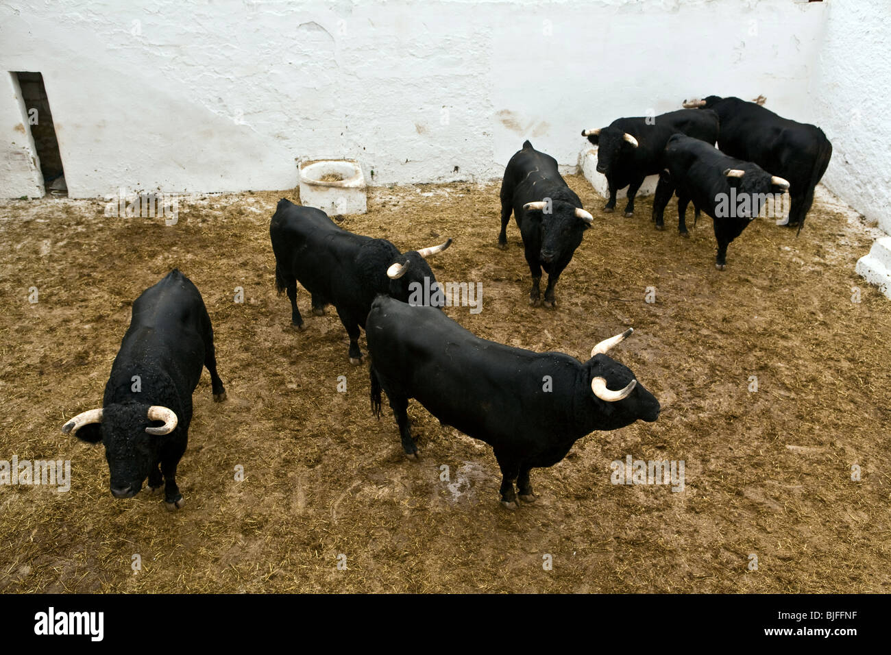 Mutig und mutig -Fotos und -Bildmaterial in hoher Auflösung – Alamy