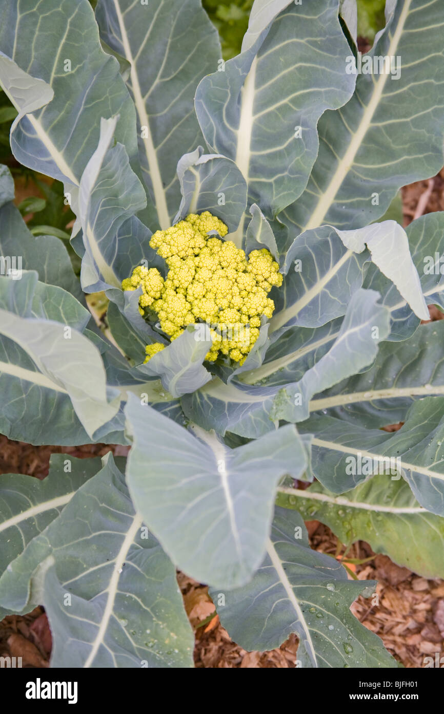 Female master gardener -Fotos und -Bildmaterial in hoher Auflösung – Alamy