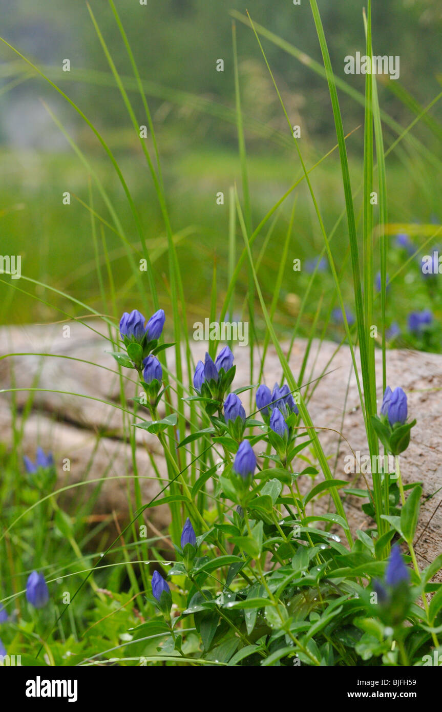 Ellerslie see -Fotos und -Bildmaterial in hoher Auflösung – Alamy