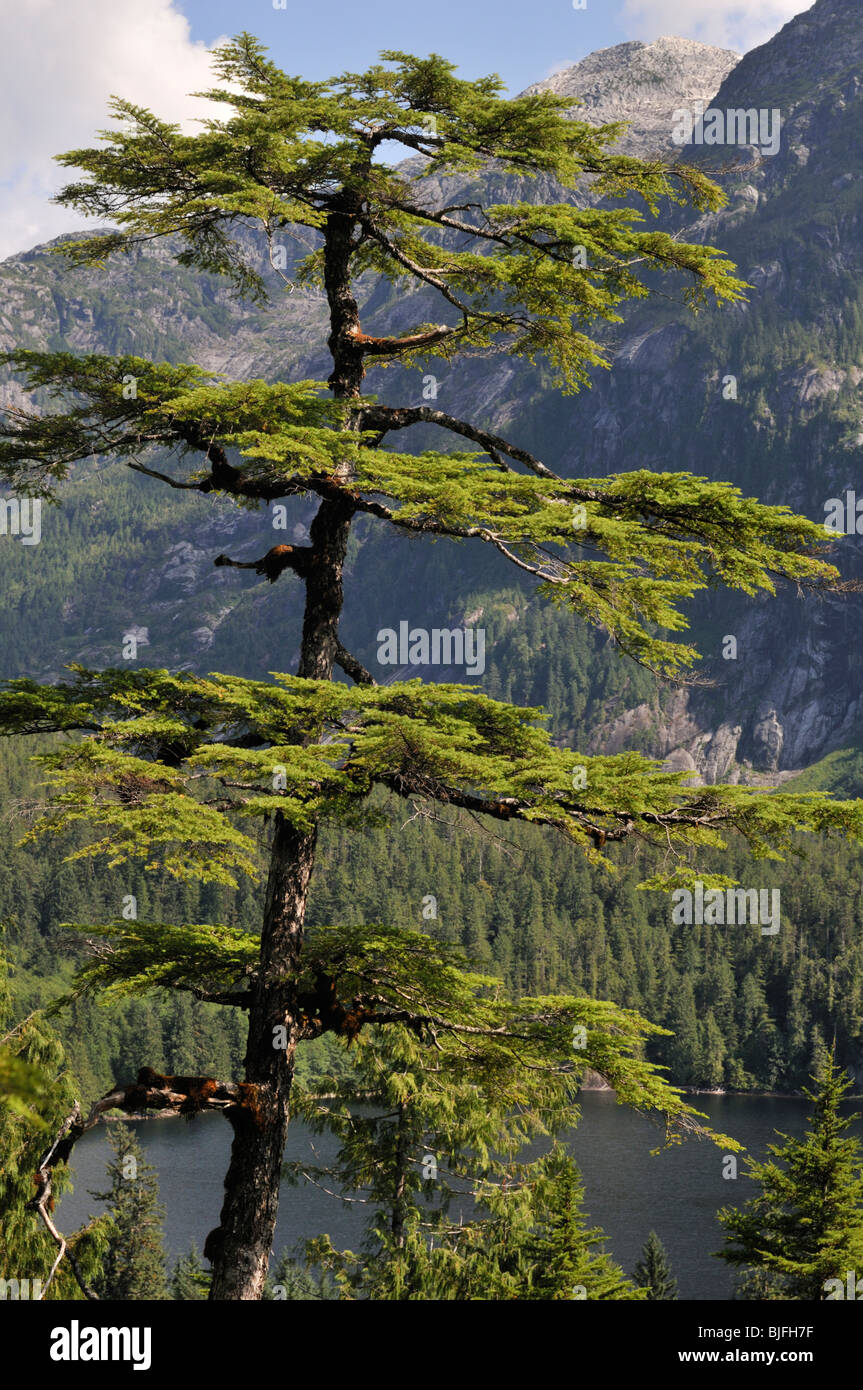 Ellerslie see -Fotos und -Bildmaterial in hoher Auflösung – Alamy