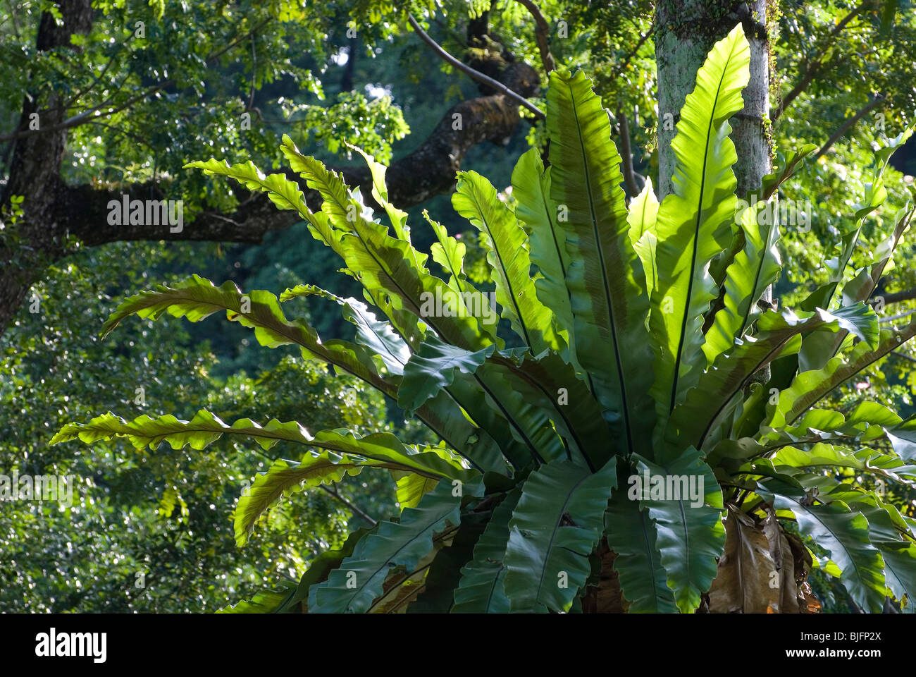 Asplenium phyllitidis -Fotos und -Bildmaterial in hoher Auflösung – Alamy