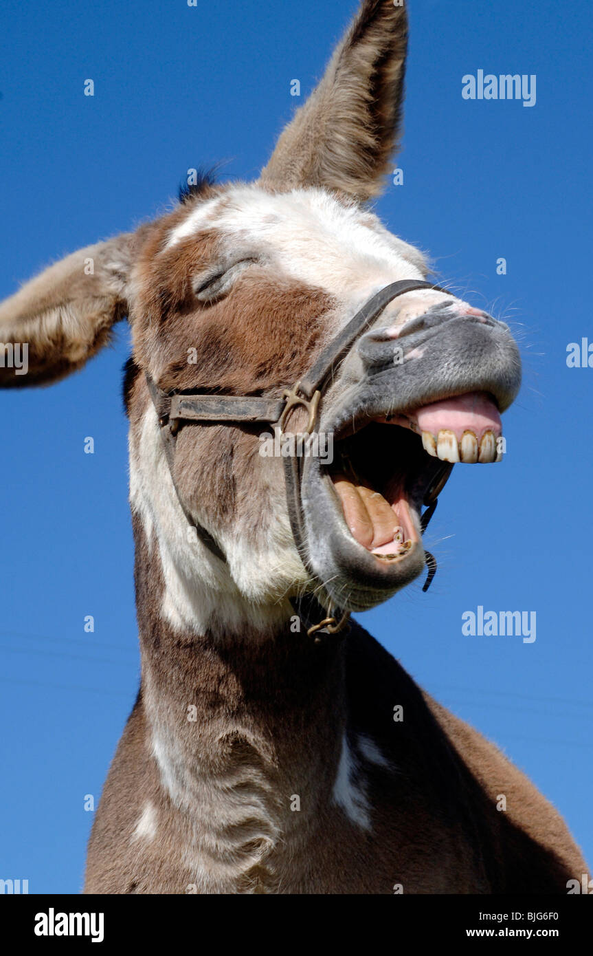 Esel mit offenem mund -Fotos und -Bildmaterial in hoher Auflösung – Alamy Esel mit offenem mund -Fotos und -Bildmaterial in hoher Auflösung – Alamy