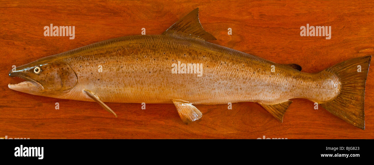 Wie Beim Atlantischen Lachs Stockfotos und -bilder Kaufen - Alamy