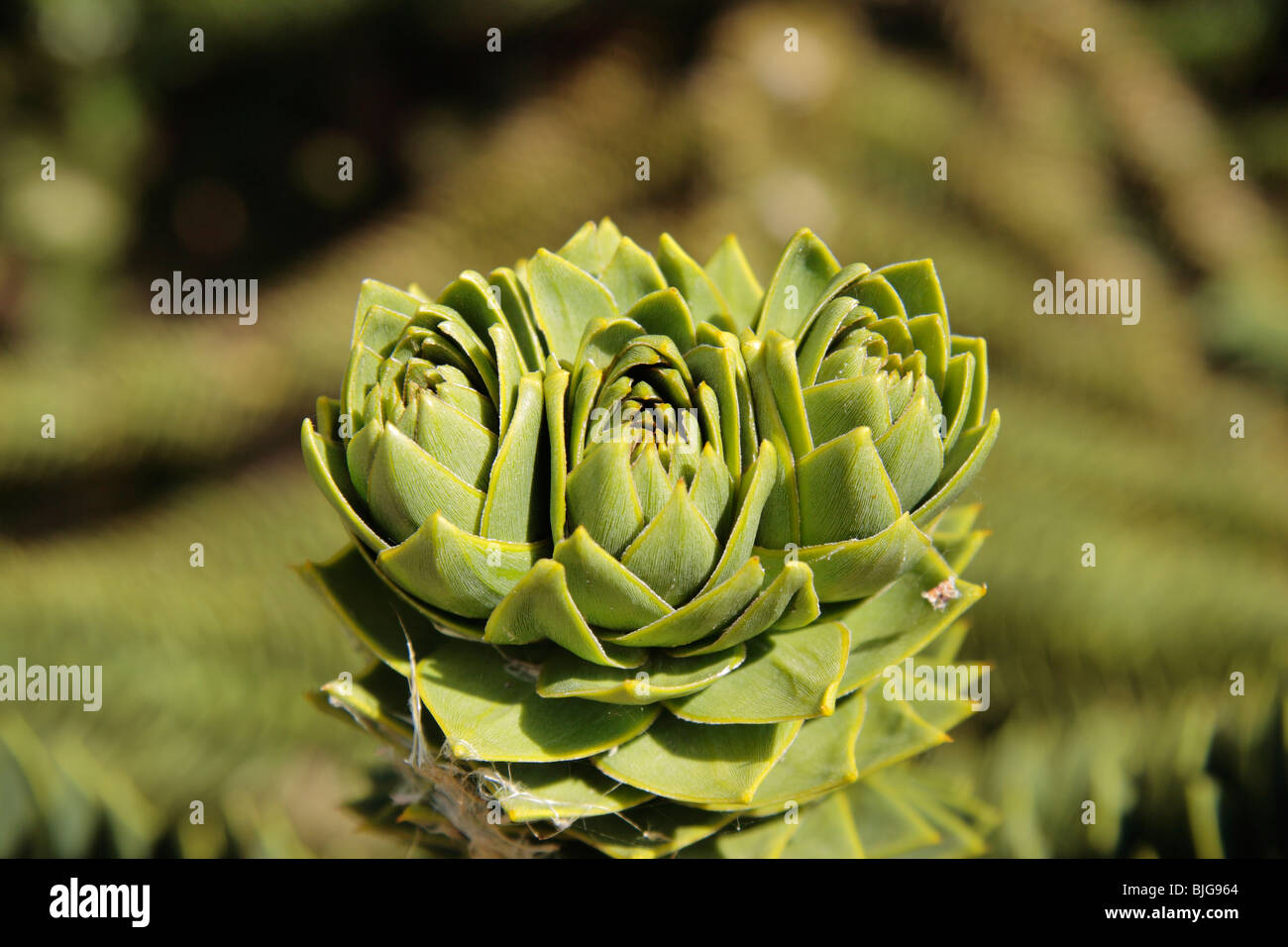 Nadelbaum arten -Fotos und -Bildmaterial in hoher Auflösung – Alamy