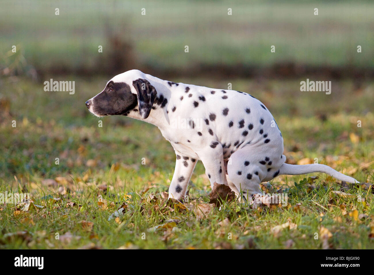 Hund mist -Fotos und -Bildmaterial in hoher Auflösung – Alamy
