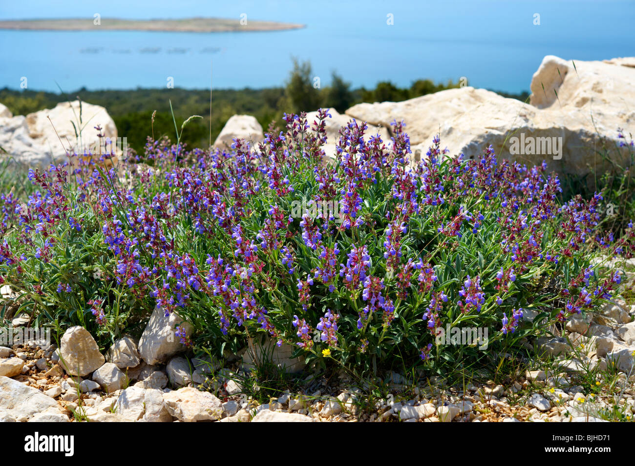 Wild Salbei Stockfotos und -bilder Kaufen - Alamy