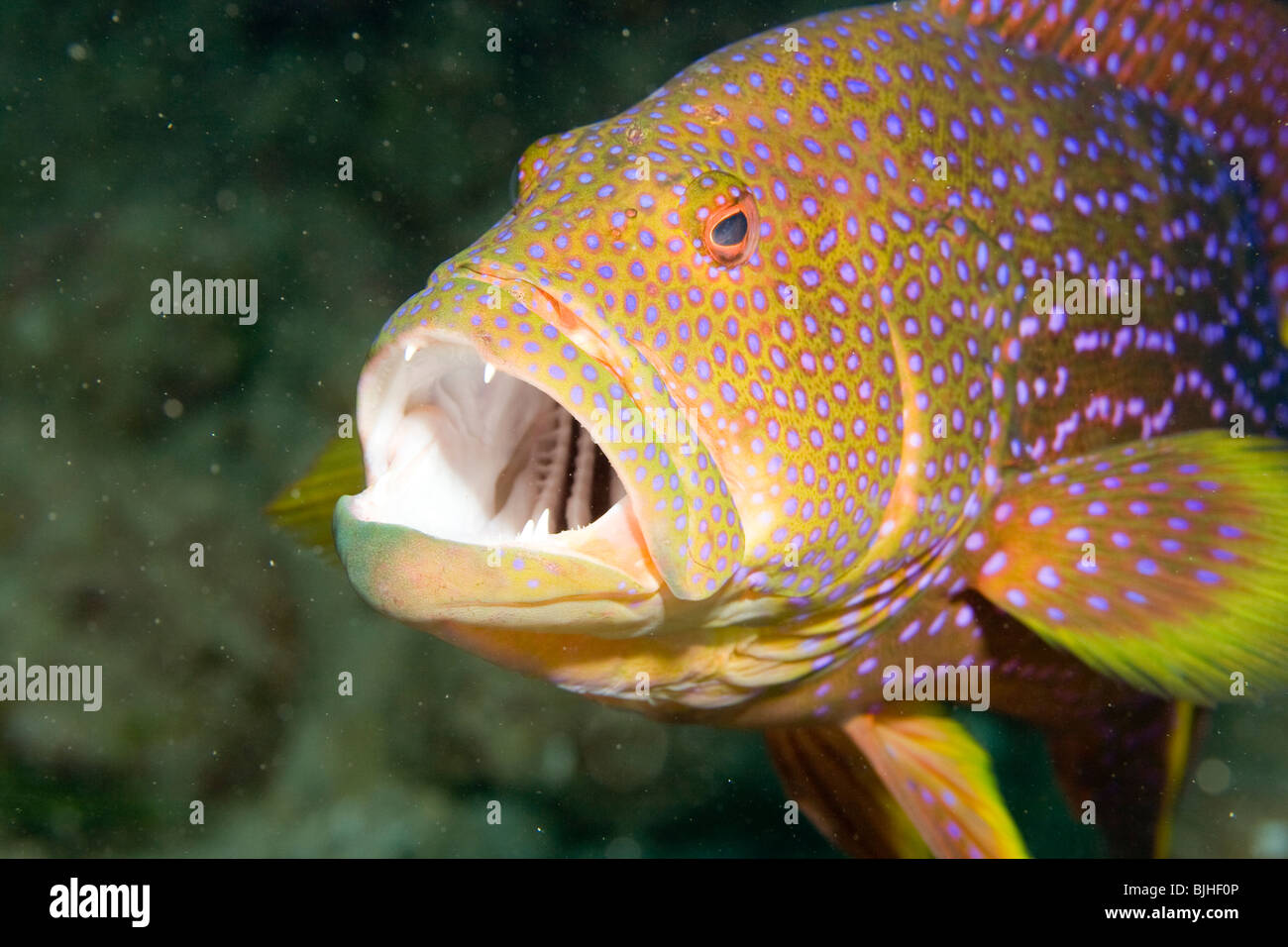Zinnoberroter zackenbarsch -Fotos und -Bildmaterial in hoher Auflösung ...
