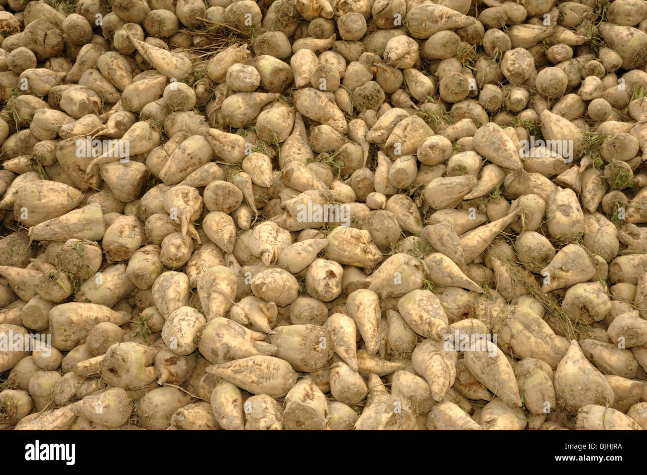 Einen großen Haufen von frisch geernteten Zuckerrüben Stockfotografie ...