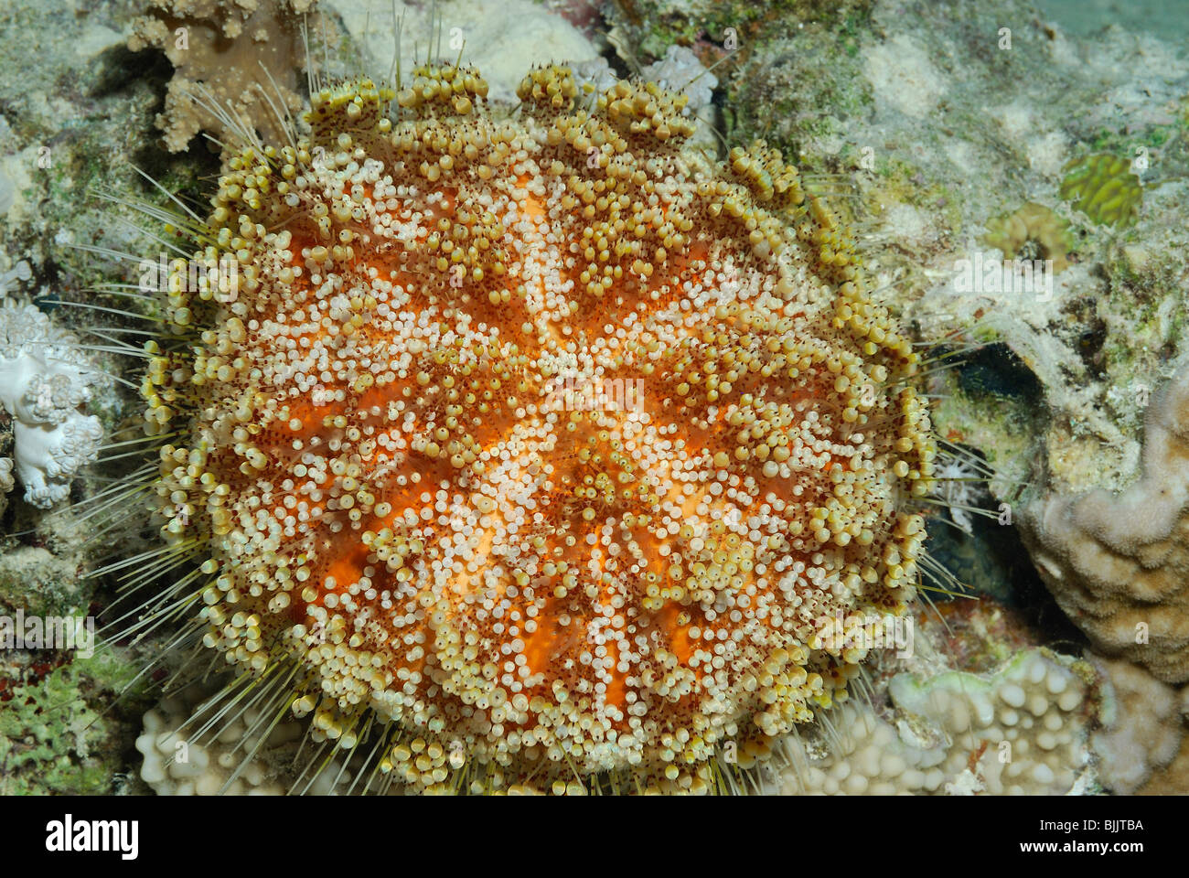 Leder seeigel -Fotos und -Bildmaterial in hoher Auflösung – Alamy