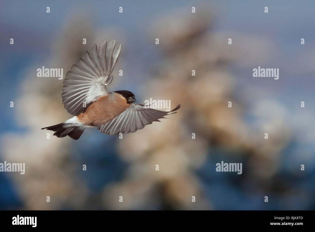 Gimpel flug -Fotos und -Bildmaterial in hoher Auflösung – Alamy