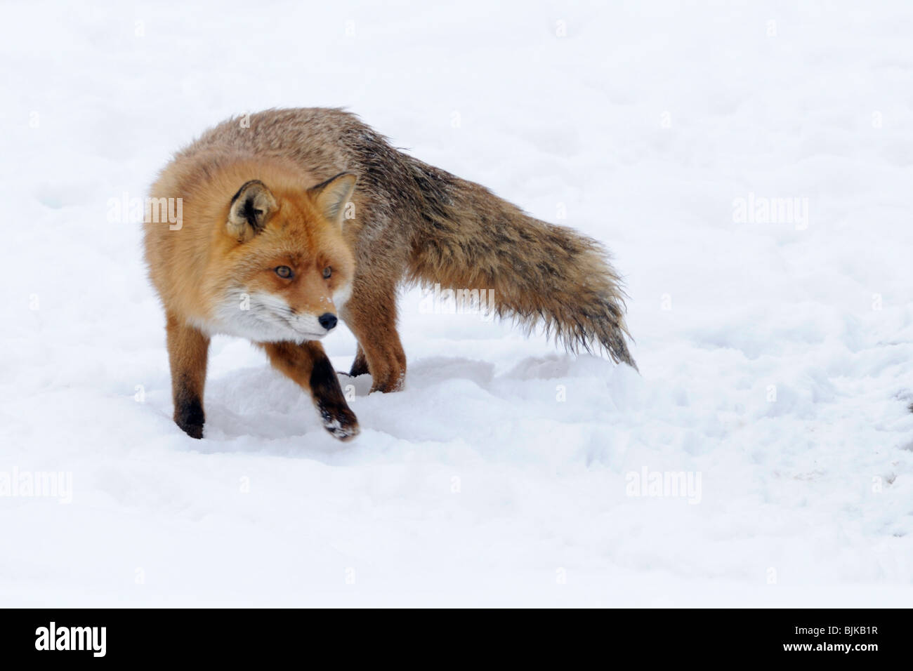 Fuchs paarung -Fotos und -Bildmaterial in hoher Auflösung – Alamy