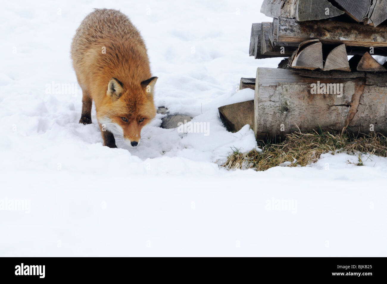 Fuchs paarung -Fotos und -Bildmaterial in hoher Auflösung – Alamy