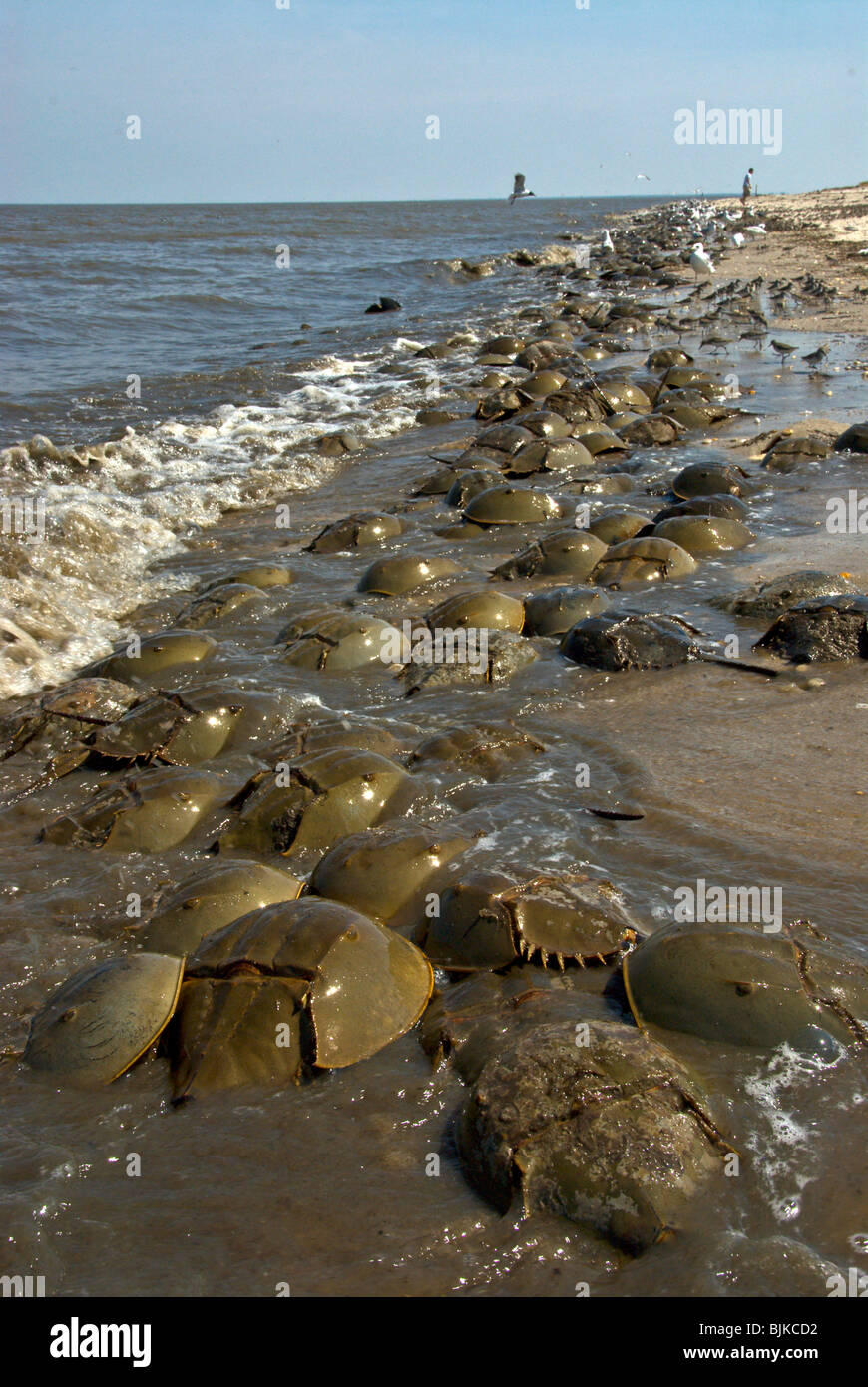 Horseshoe Crab (Limulus Polyphemus), Erwachsene, laichen Masse am ...