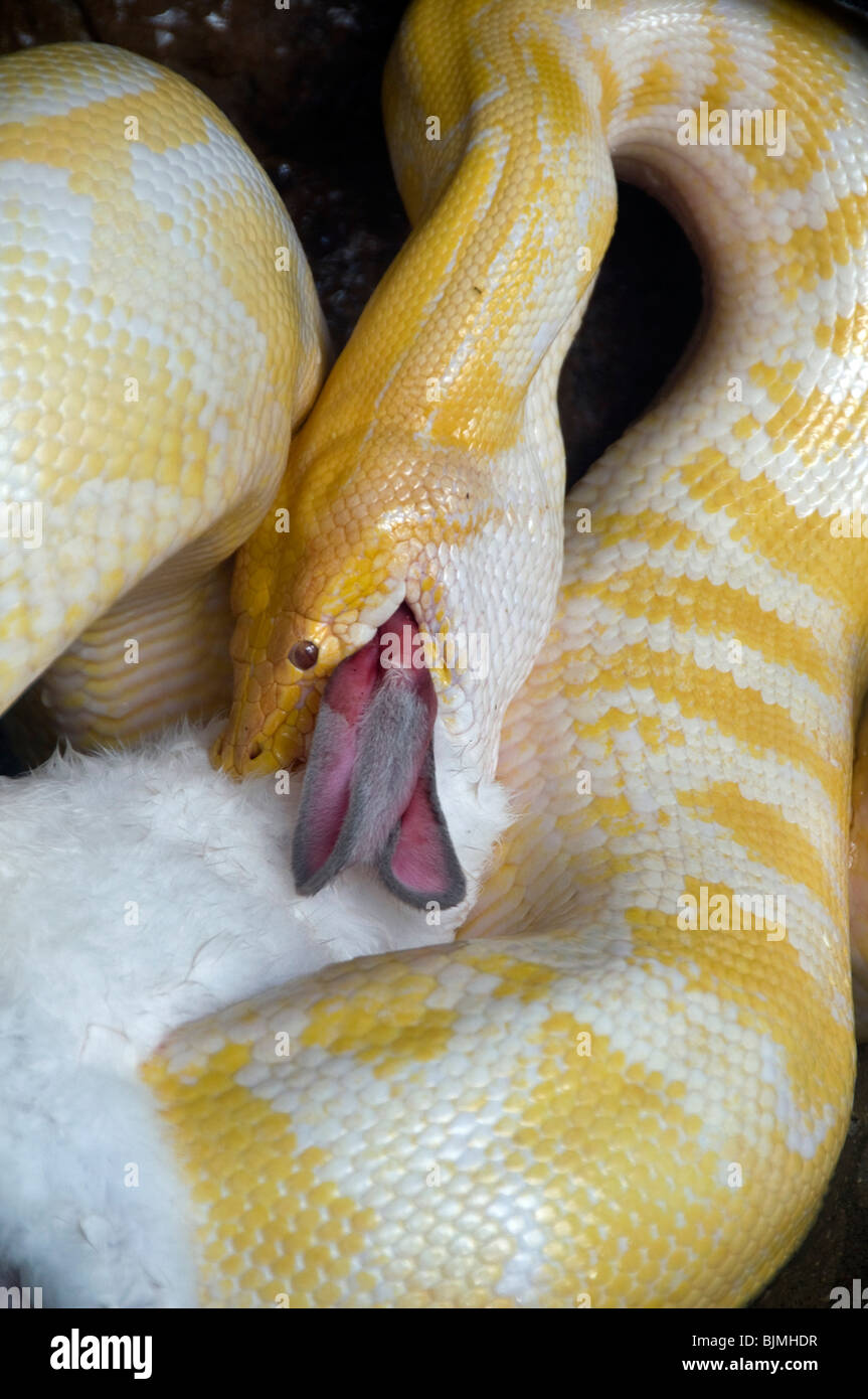 Netzartige pythons -Fotos und -Bildmaterial in hoher Auflösung – Alamy