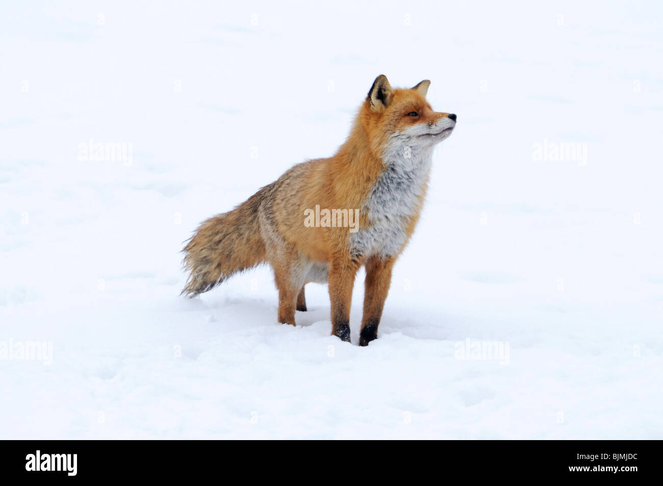 Fuchs paarung tierfoto -Fotos und -Bildmaterial in hoher Auflösung – Alamy